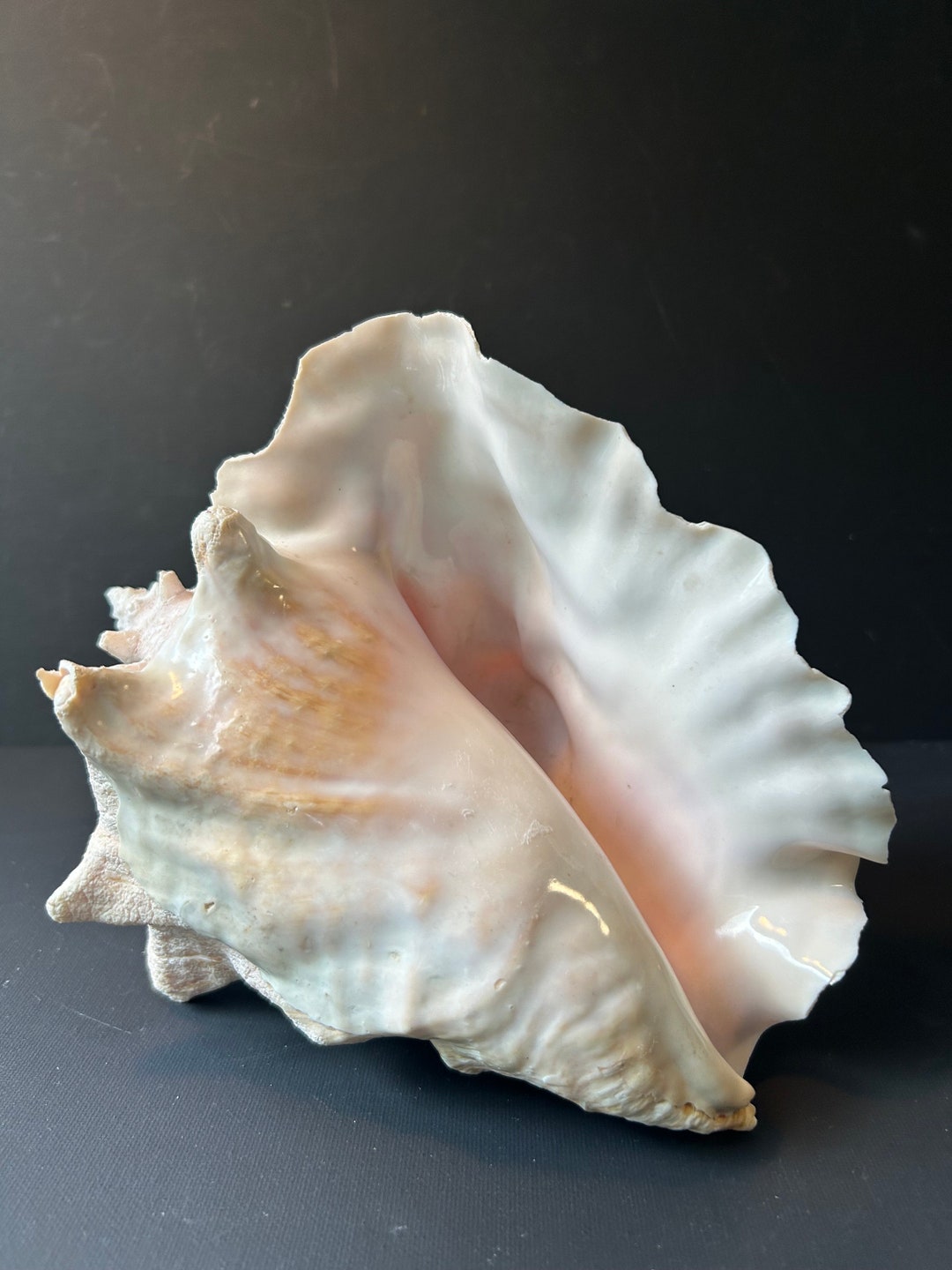 Conch Shell Pale Pink Colours - Etsy