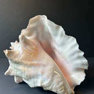 Conch Shell Pale Pink Colours - Etsy