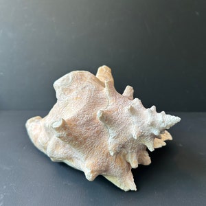 Conch Shell Pale Pink Colours - Etsy