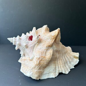 Conch Shell Pale Pink Colours - Etsy
