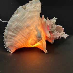 Conch Shell Illuminated Large Size - Etsy
