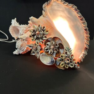 Conch Shell Illuminated Large Size - Etsy