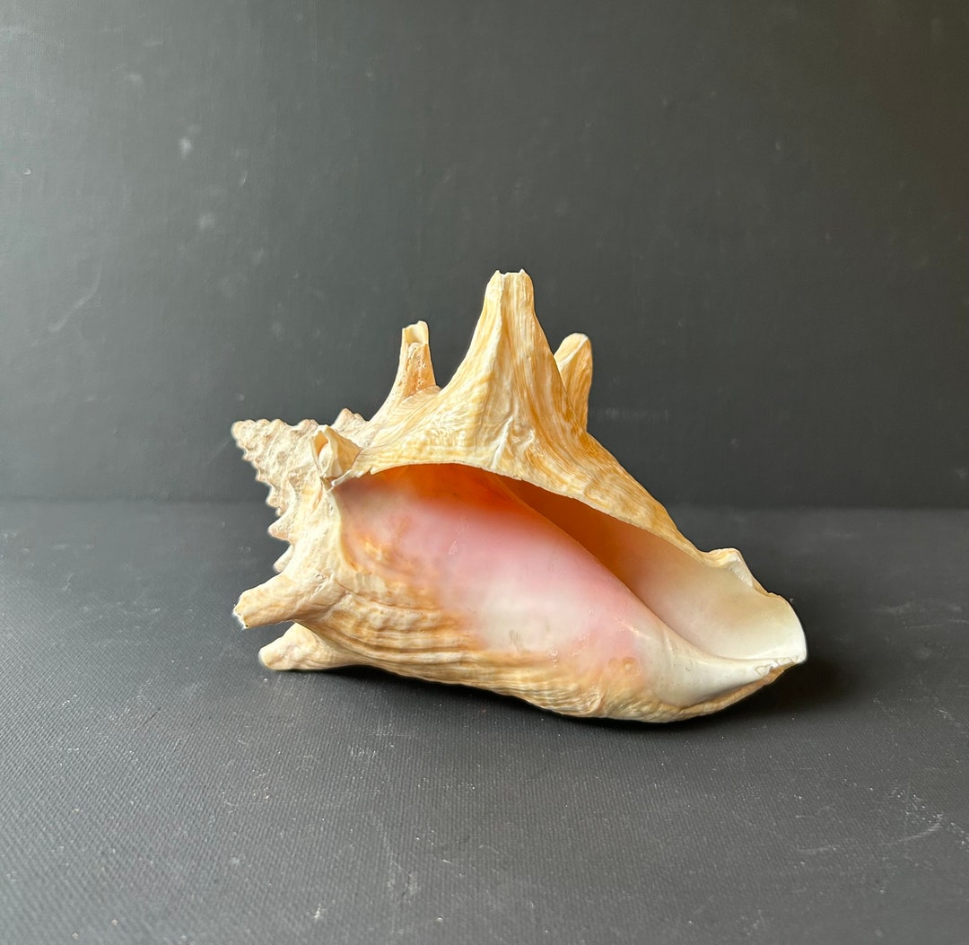 Conch Shell Beautiful Pink Colour - Etsy