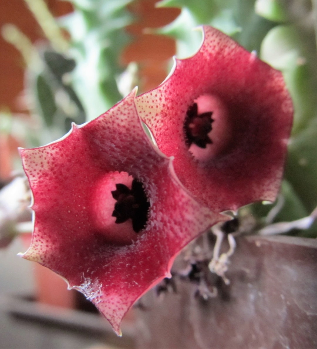Red Dragon Flower Huernia Schneideriana Macrocarpa; Starfish Flower ...