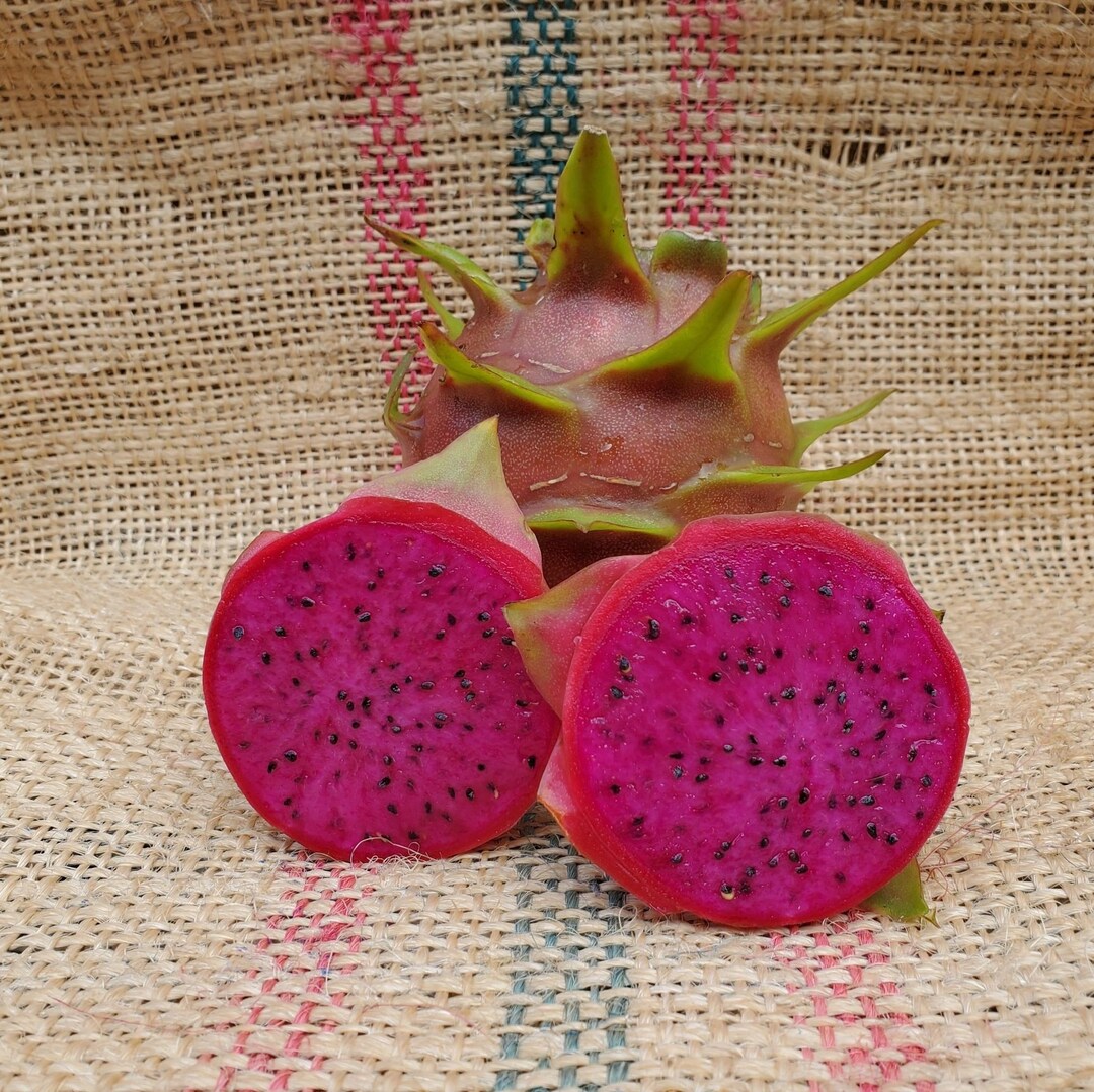 Dragon Fruit Plant "g-2" Magenta Fruit - Etsy