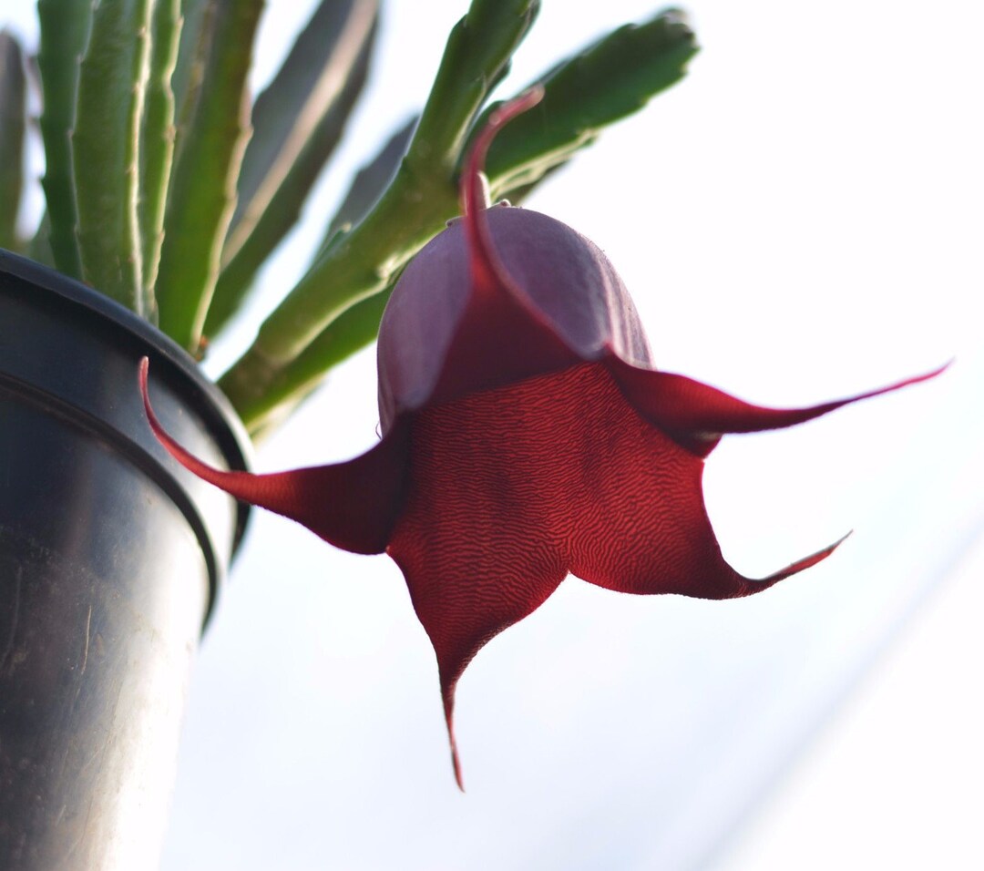 Stapelia Leendertziae; Bell Starfish Flower Cactus Cutting ; Lifesaver ...