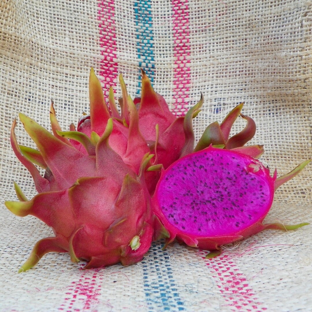 Dragon Fruit Plant "dark Star" Dark Pink Fruit - Etsy