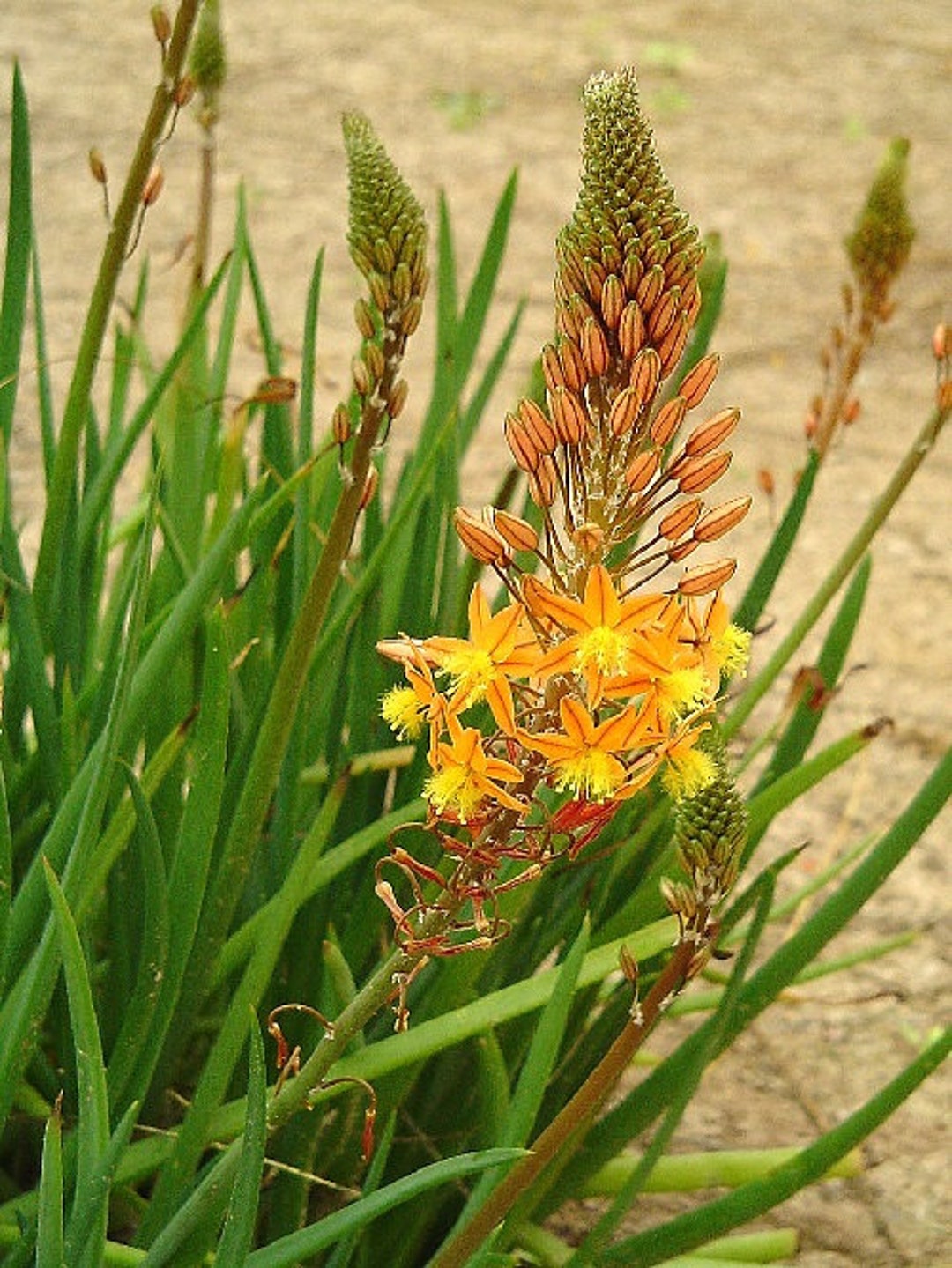 Bulbine Frutescens; Snake Flower; Burn Jelly Plant; Succulent - Etsy