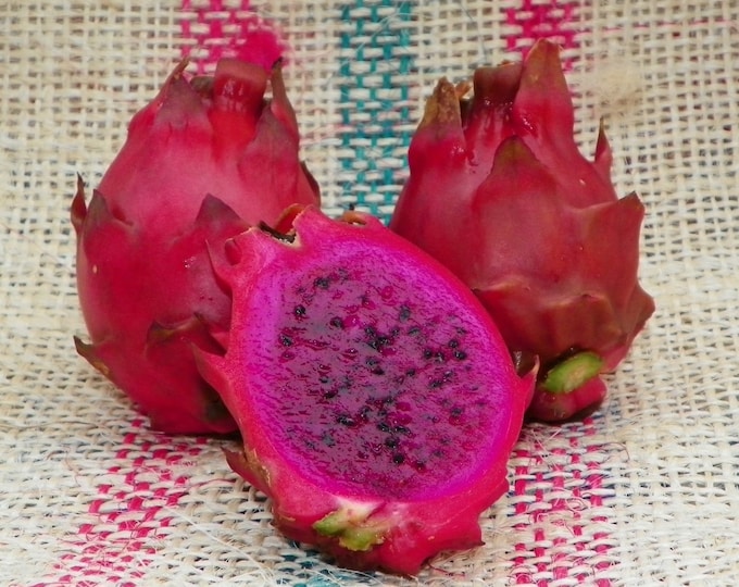 Dragon Fruit Plant "voodoo Child" Dark Pink Fruit - Etsy