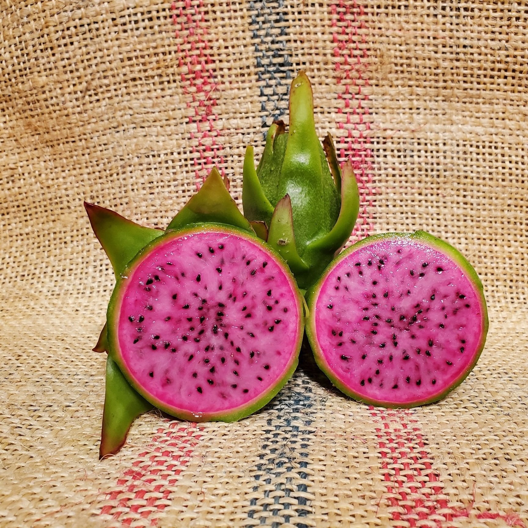 Pink Dragon Fruit
