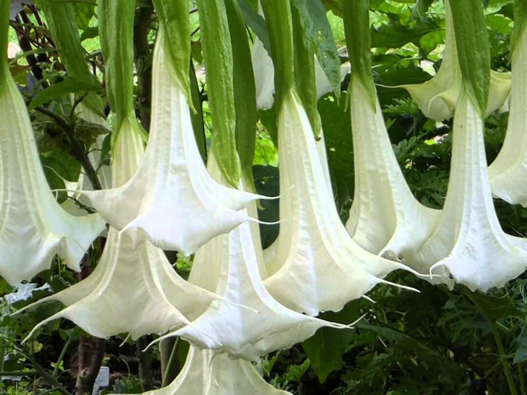 Angel Trumpet White Flower Cutting Brugmansia Suaveolens - Etsy