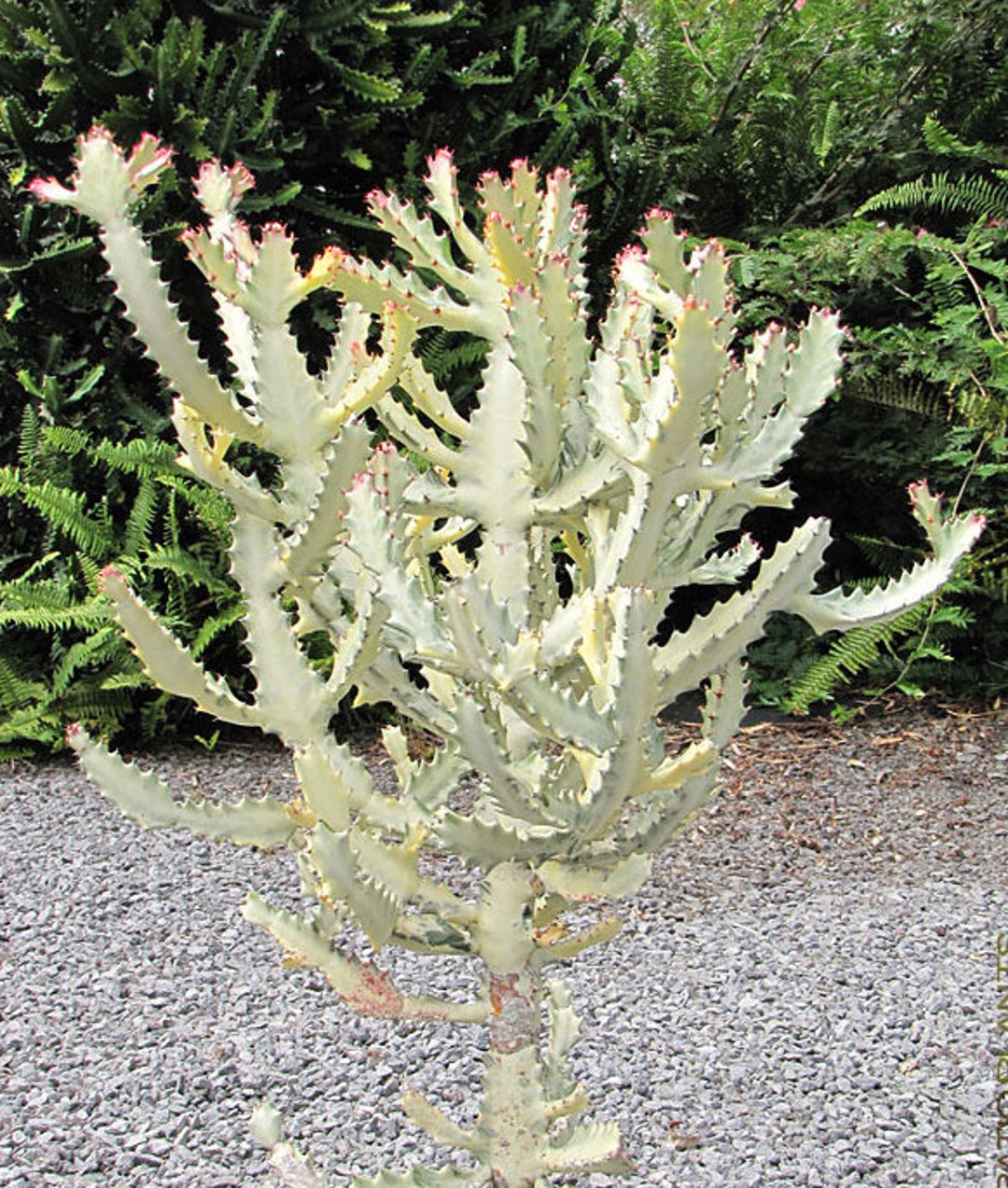 Euphorbia Lactea Variegata Dragon Bone Candelabra Cactus Cutting - Etsy