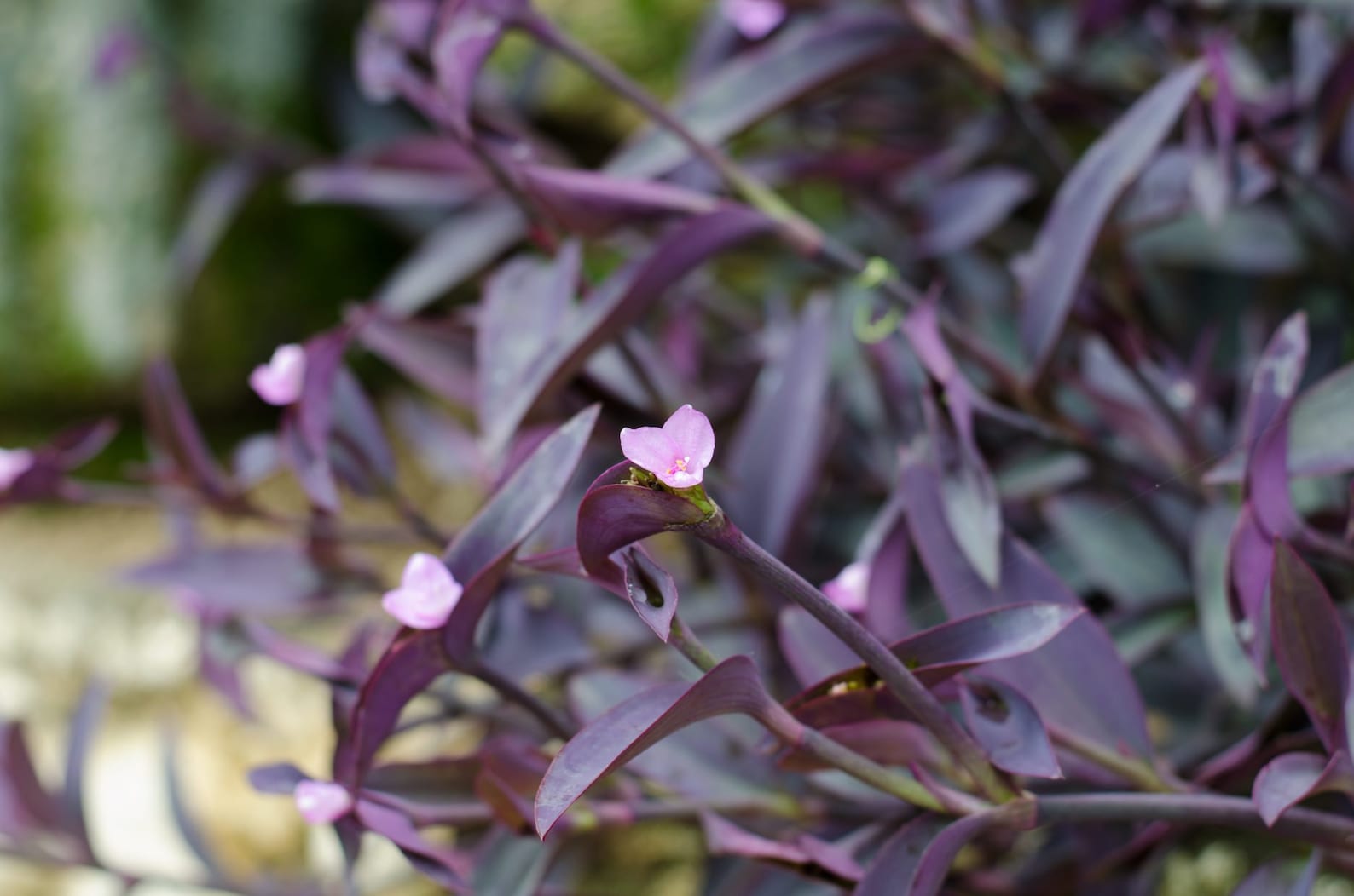 Tradescantia Pallida Purple Secretia Purple Heart Purple | Etsy