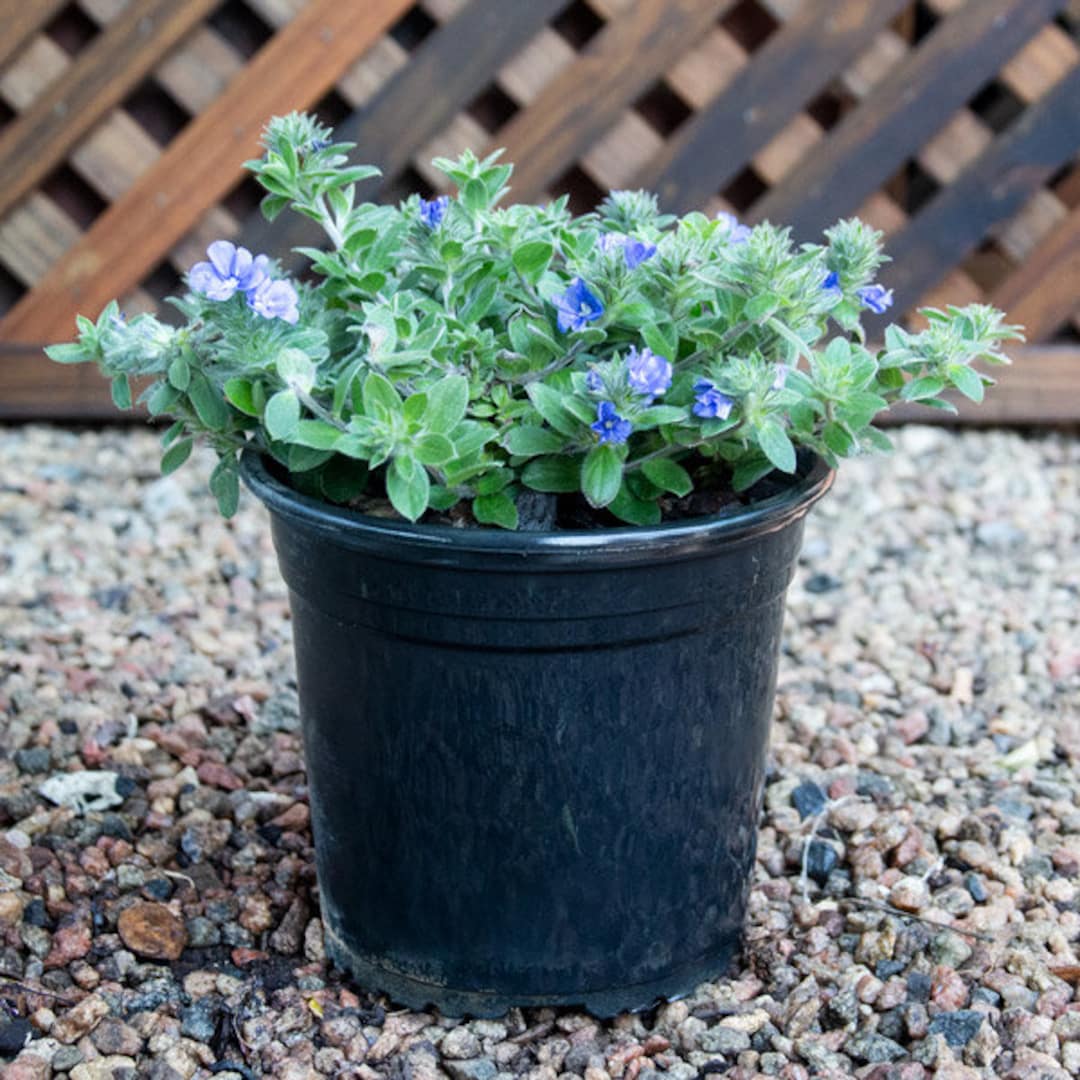 Blue My Mind Dwarf Morning Glory Evolvulus Hybrid - Etsy