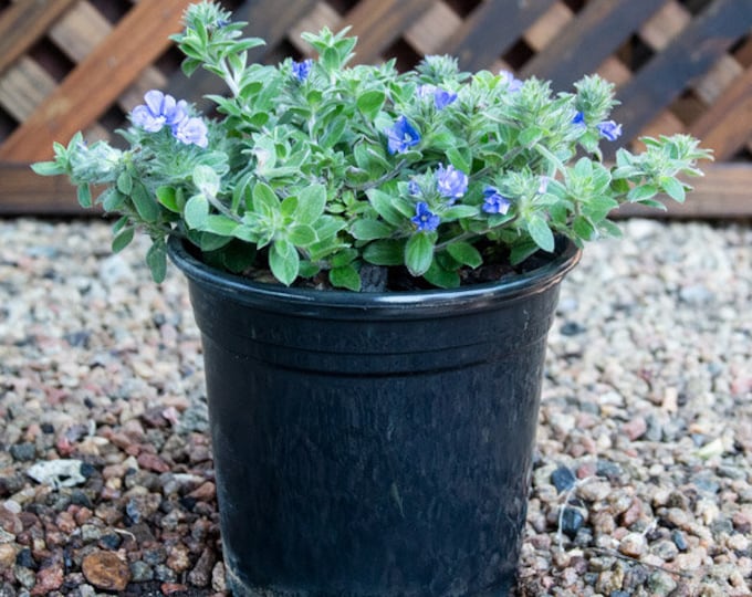 Evolvulus Beach Bum Blue X5 or X1 Live Plant Plugs Grow Your Own Garden ...