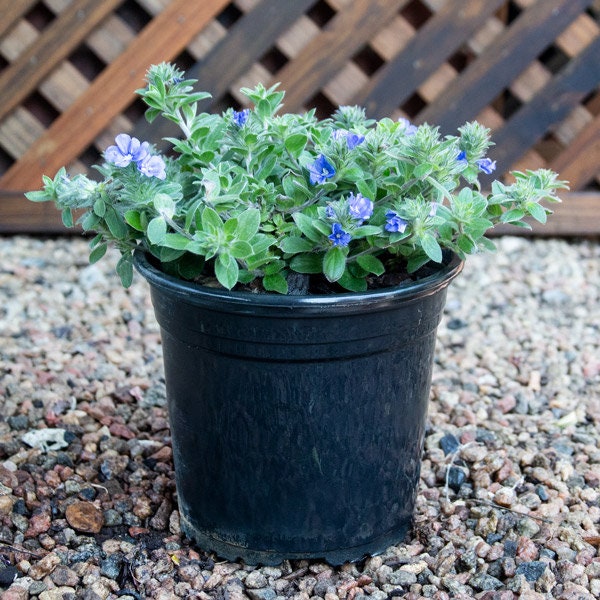 Evolvulus Seeds - Etsy