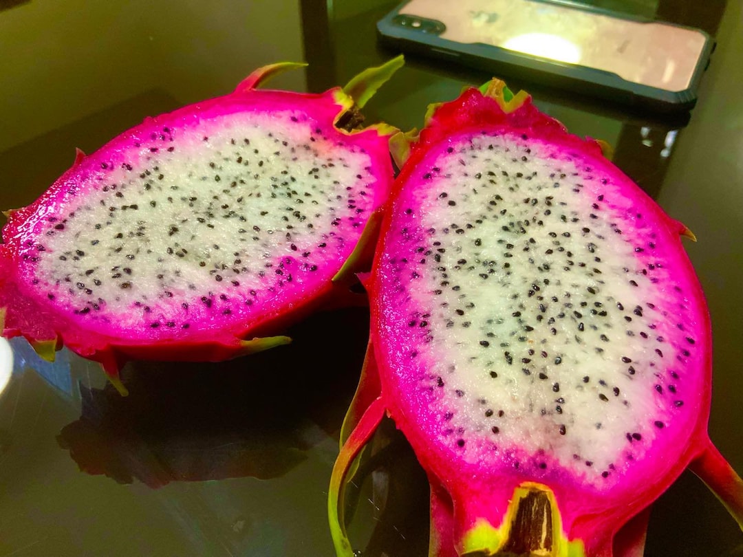 TLM Chameleon Cutting Dragon Fruit - Etsy