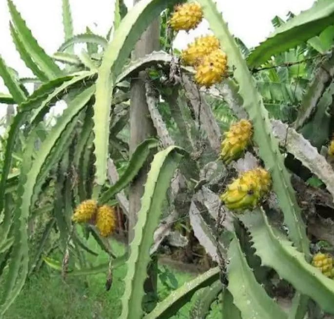 Yellow Dragon Fruit Plant