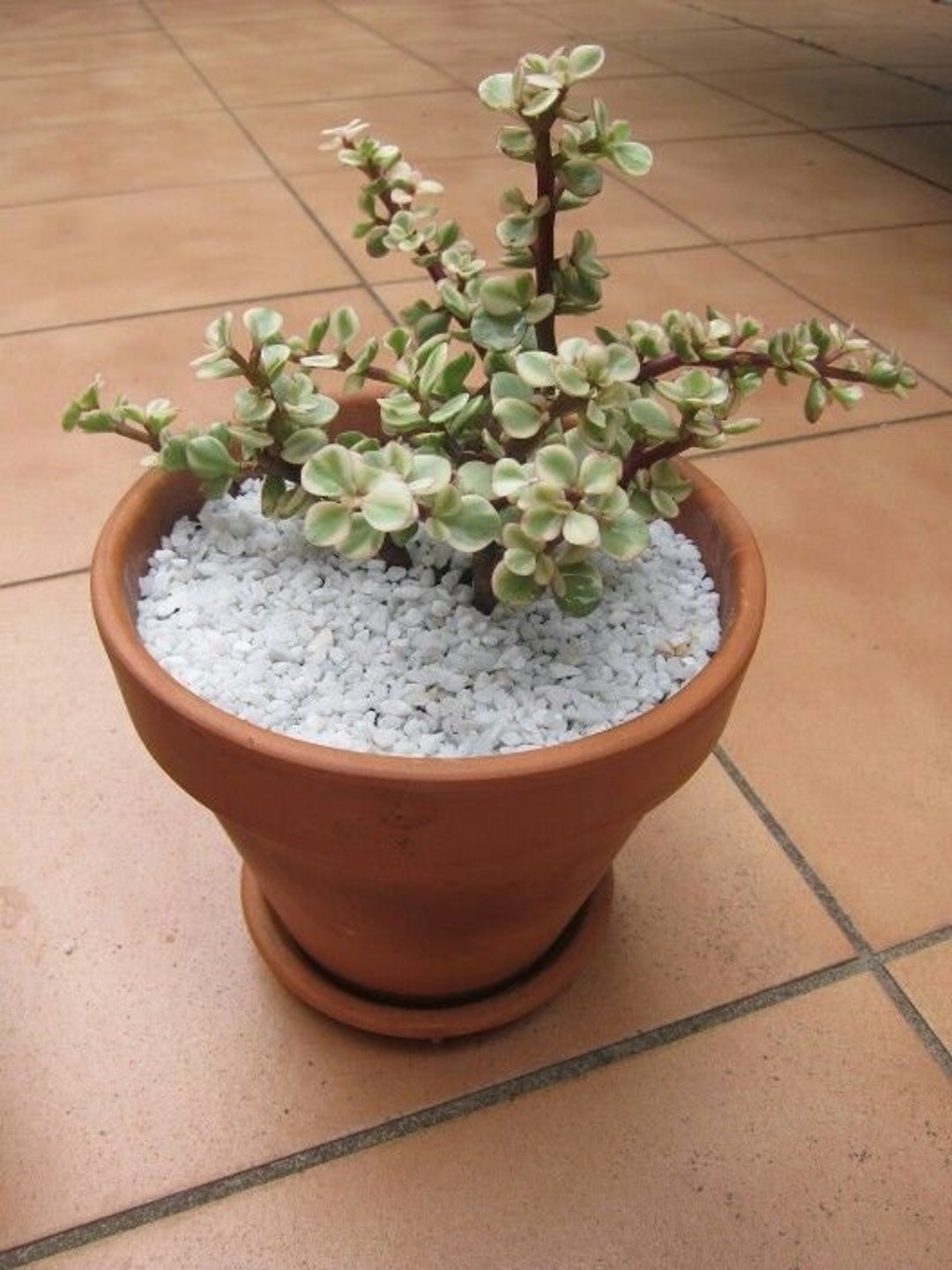 Variegated Portulacaria Afra Elephant Bush Rooted Succulent Plant Mini ...