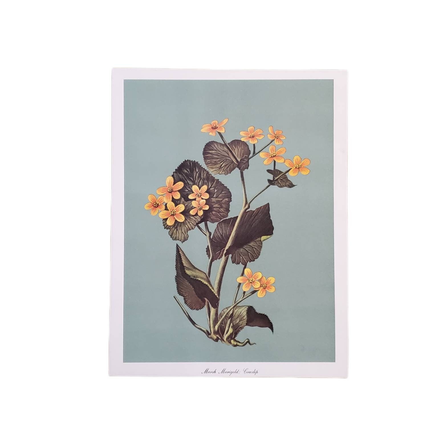 Marsh Marigold Tattoos