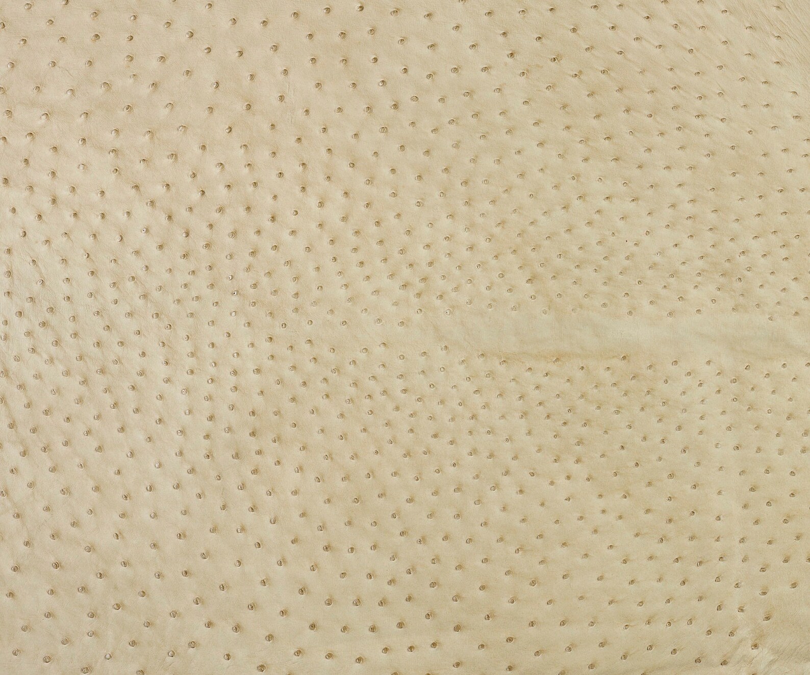 Ostrich Hide Leather Maddog Beige Color %100 Genuine Natural | Etsy