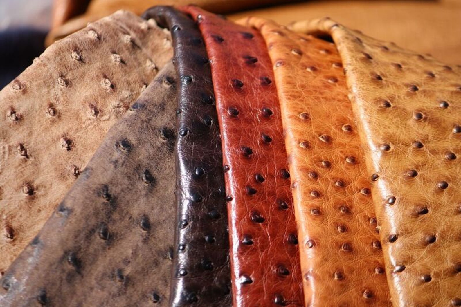 Ostrich Skin Leather Cognac maddog Color %100 Genuine - Etsy