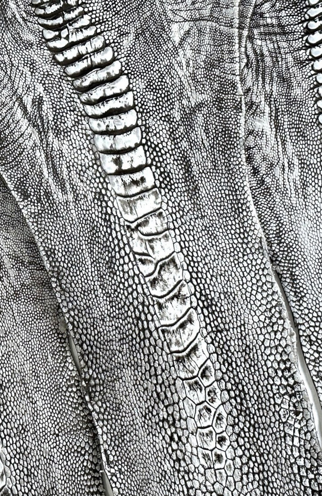 Ostrich Leg Leathers Rio Black Color stone Washed - Etsy