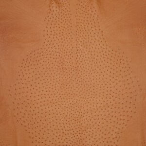 Ostrich Hide Leather Chestnut Color (%100 Genuine Natural Skin ) - Etsy