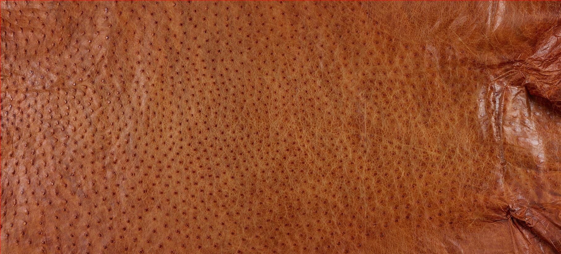 Ostrich Hide Leather Chestnut Color maddog %100 Genuine | Etsy