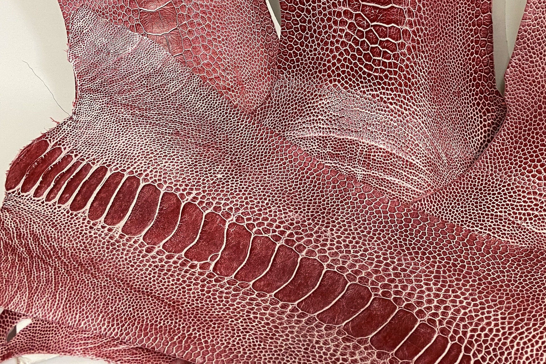 Ostrich Leg Leathers Rio Flame Red Color - Etsy