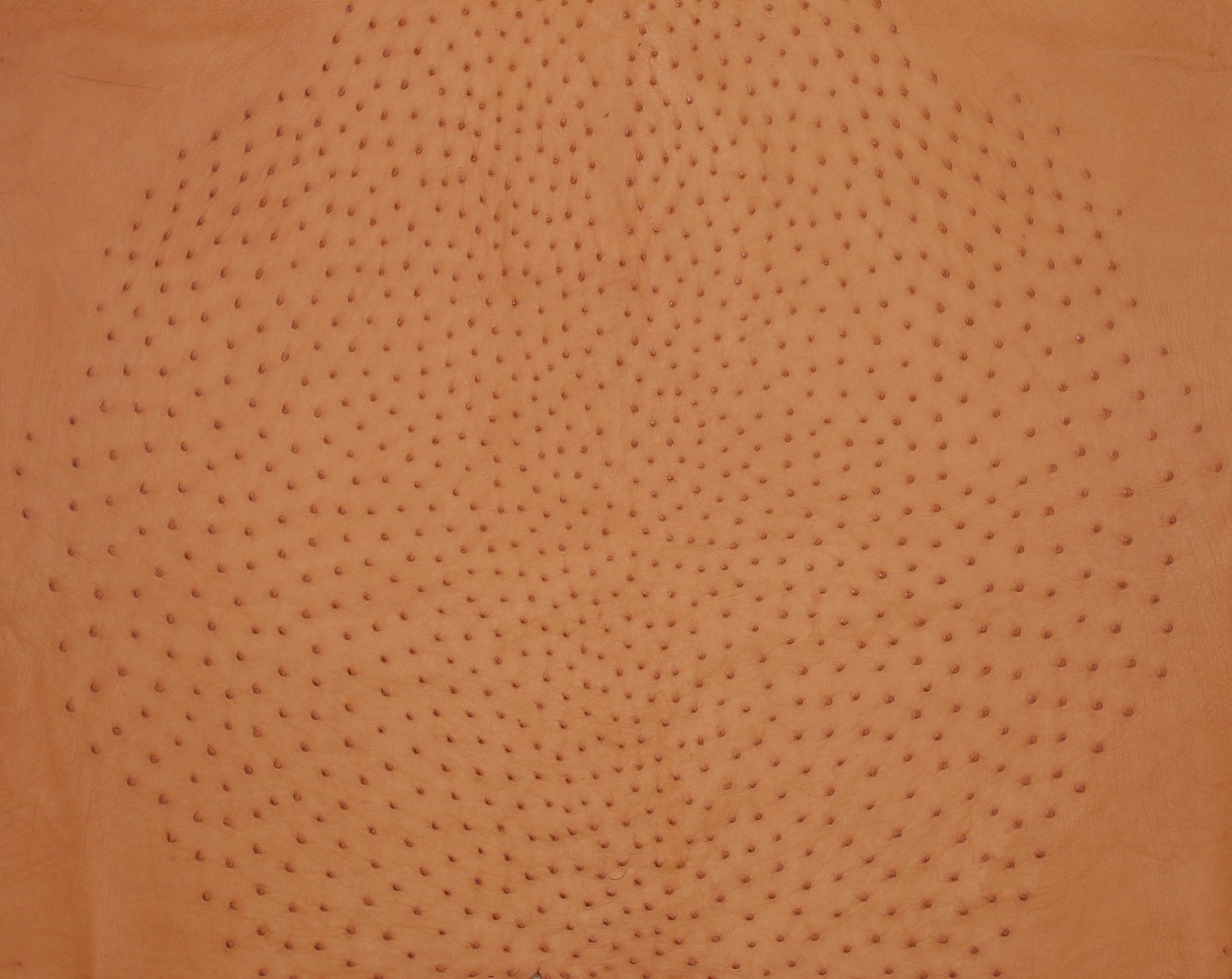 Ostrich Hide Leather Chestnut Color %100 Genuine Natural Skin - Etsy