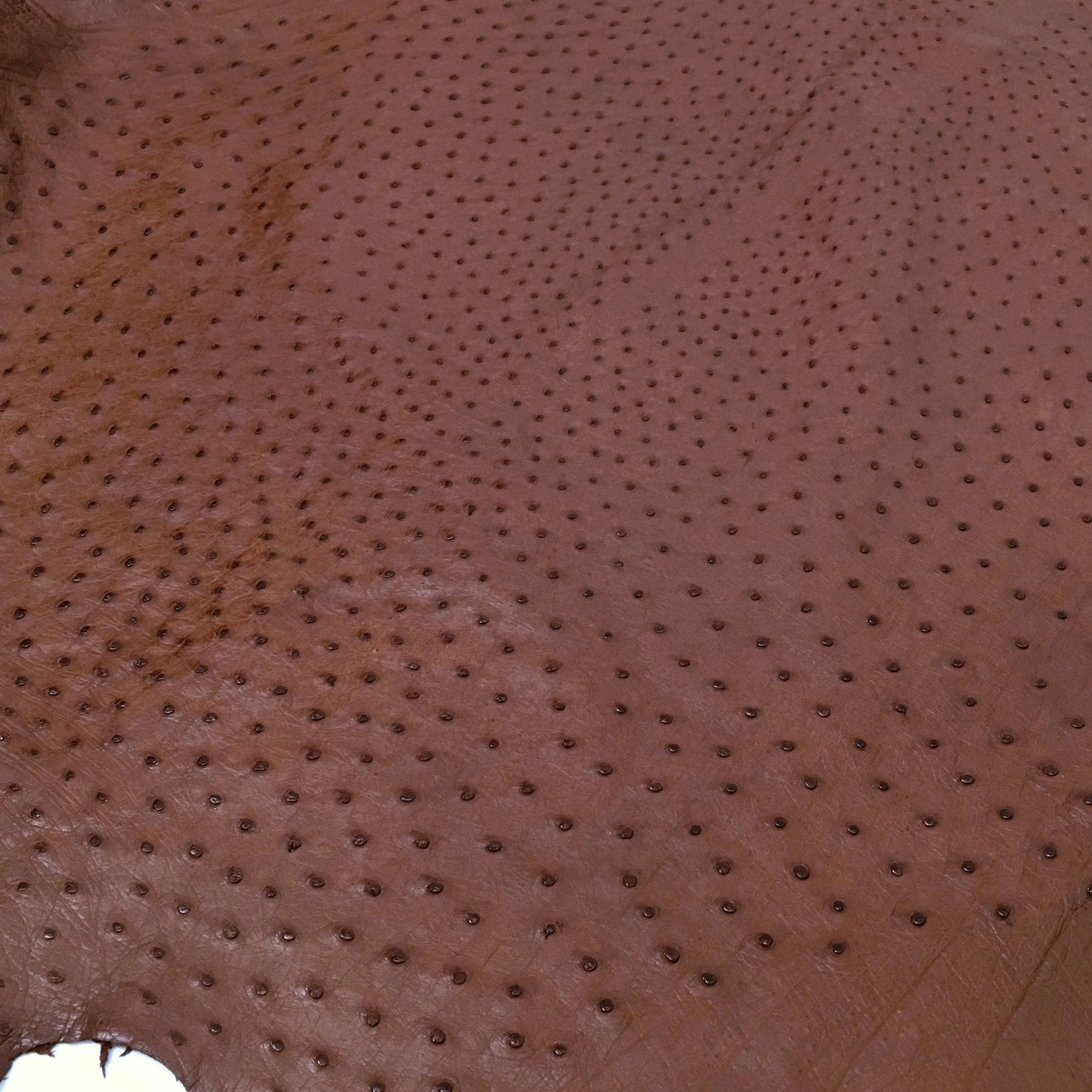 Ostrich Hide Leather Hickory Brown Color %100 Genuine Natural - Etsy