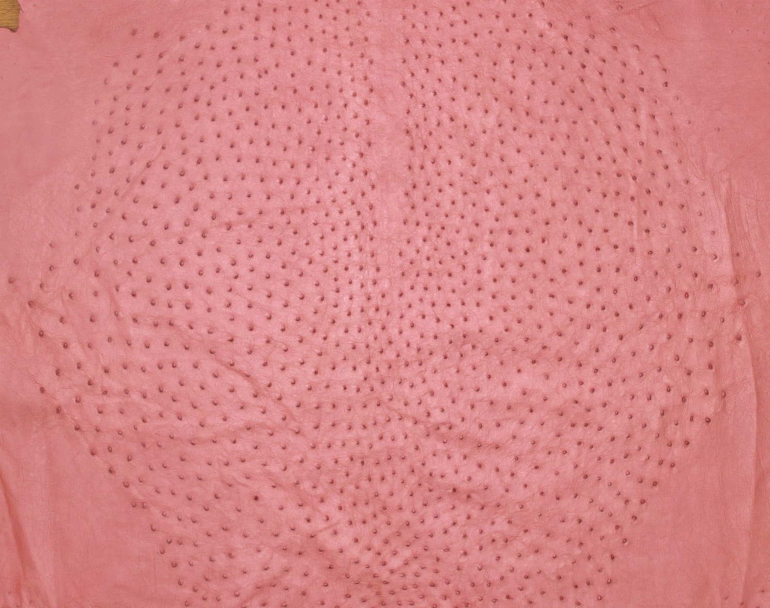 Ostrich Hide Leather Pearl Rose Color %100 Genuine Natural | Etsy