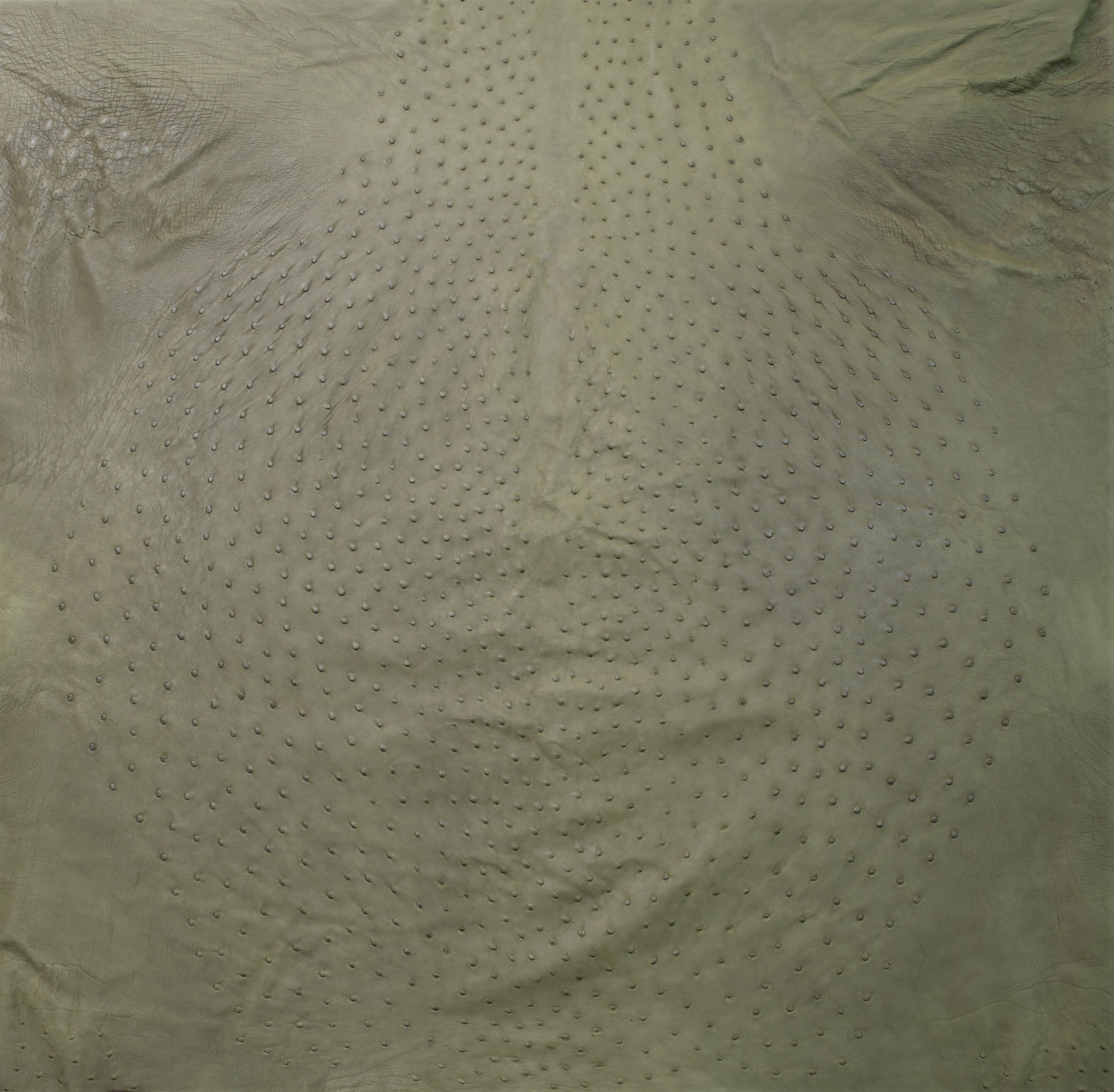 Ostrich Hide Leather Olive Green Color %100 Genuine Natural - Etsy