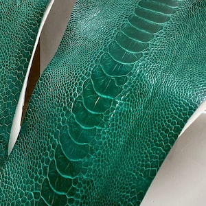 Ostrich Legs Brilliant Green GL Color - Etsy