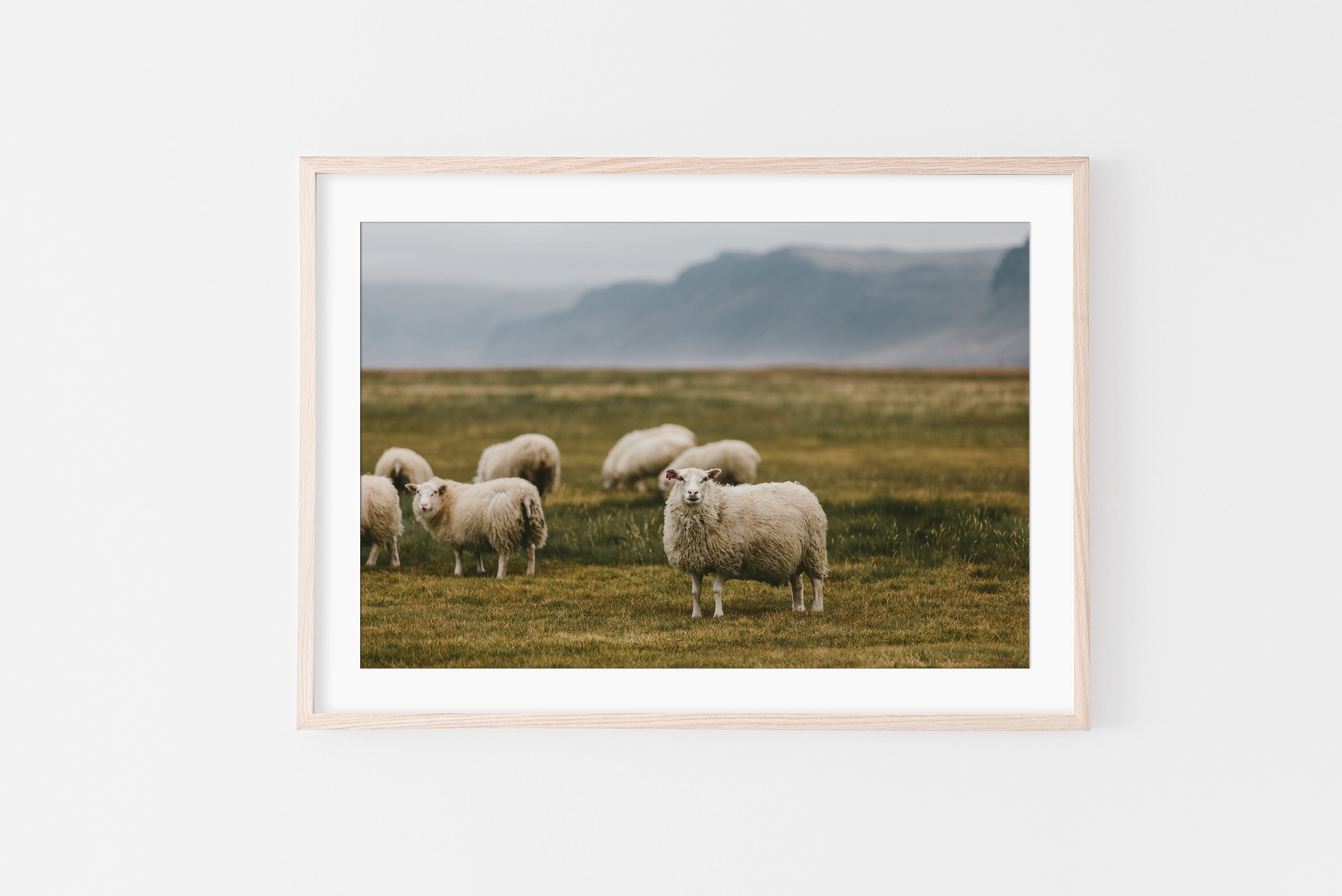 Iceland Wall Art Icelandic Sheep Fine Art Prints Minimalist - Etsy