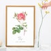 JUNE BIRTH FLOWER Rose Birth Print Nursery Print Digital Download ...