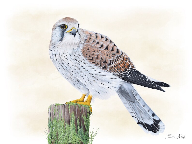 Kestrel Wildlife Art Print, A4 or 8x6 - Etsy UK