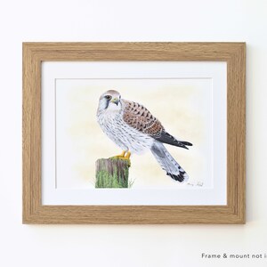 Kestrel Wildlife Art Print, A4 or 8x6 - Etsy UK
