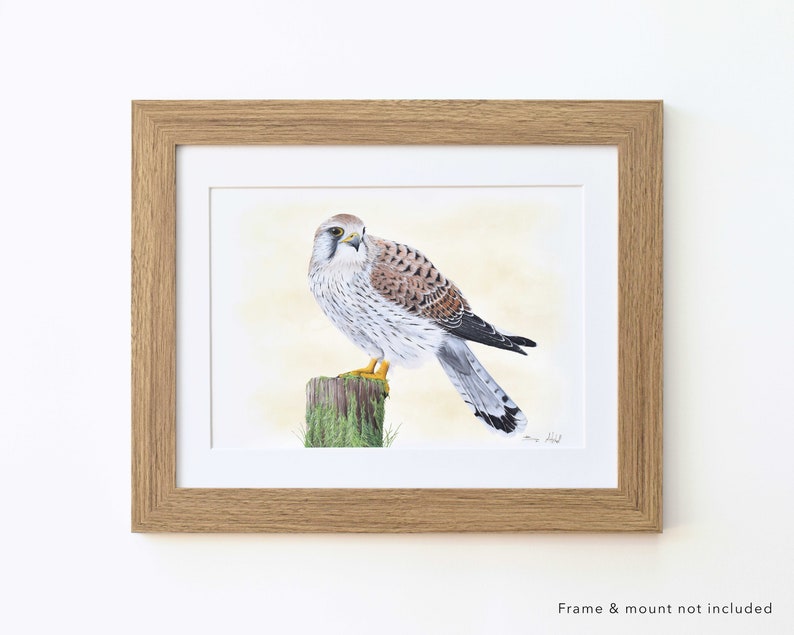 Kestrel Wildlife Art Print, A4 or 8x6 - Etsy UK