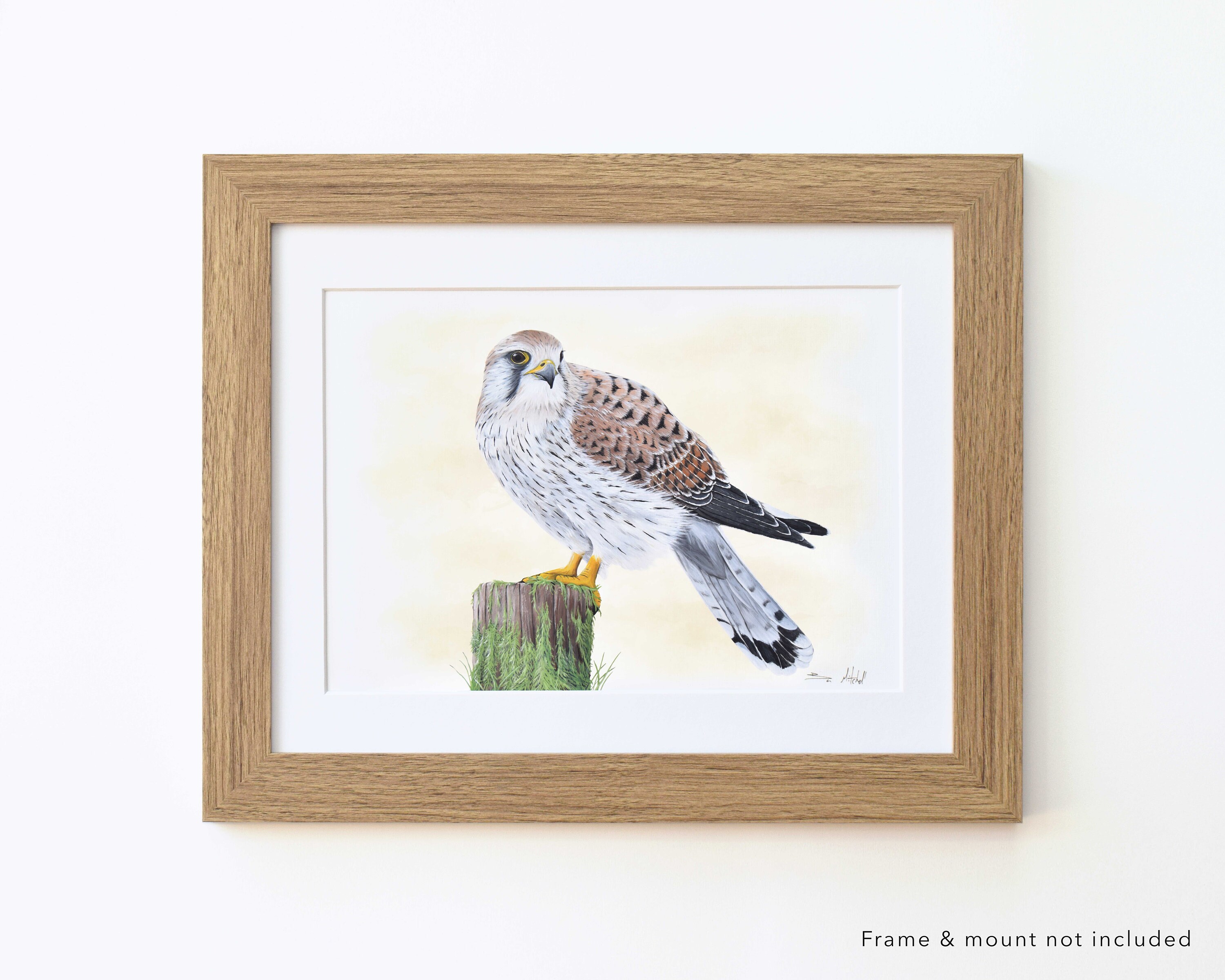 Kestrel Wildlife Art Print A4 or 8x6 - Etsy UK