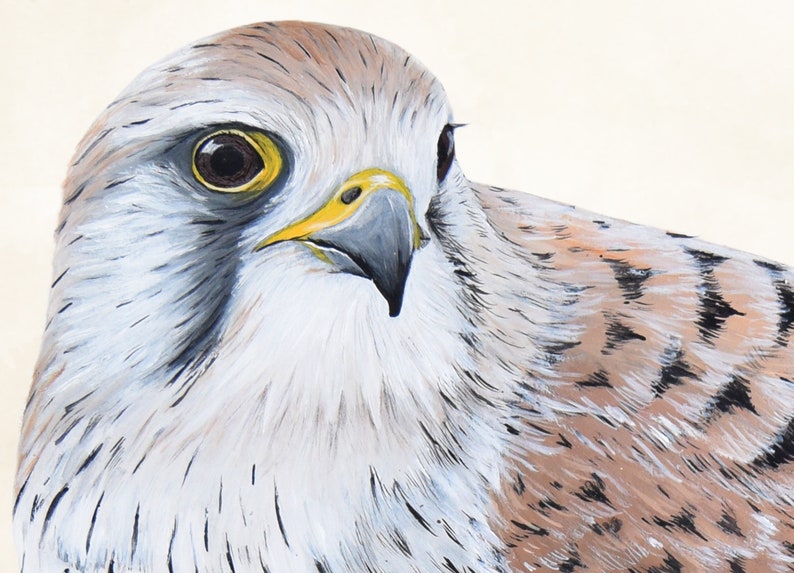 Kestrel Wildlife Art Print, A4 or 8x6 - Etsy UK
