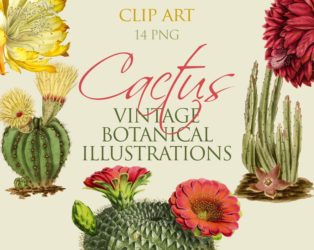14 PNG Vintage Cactus Botanical Illustrations, Cacti Clip Art, Vintage ...