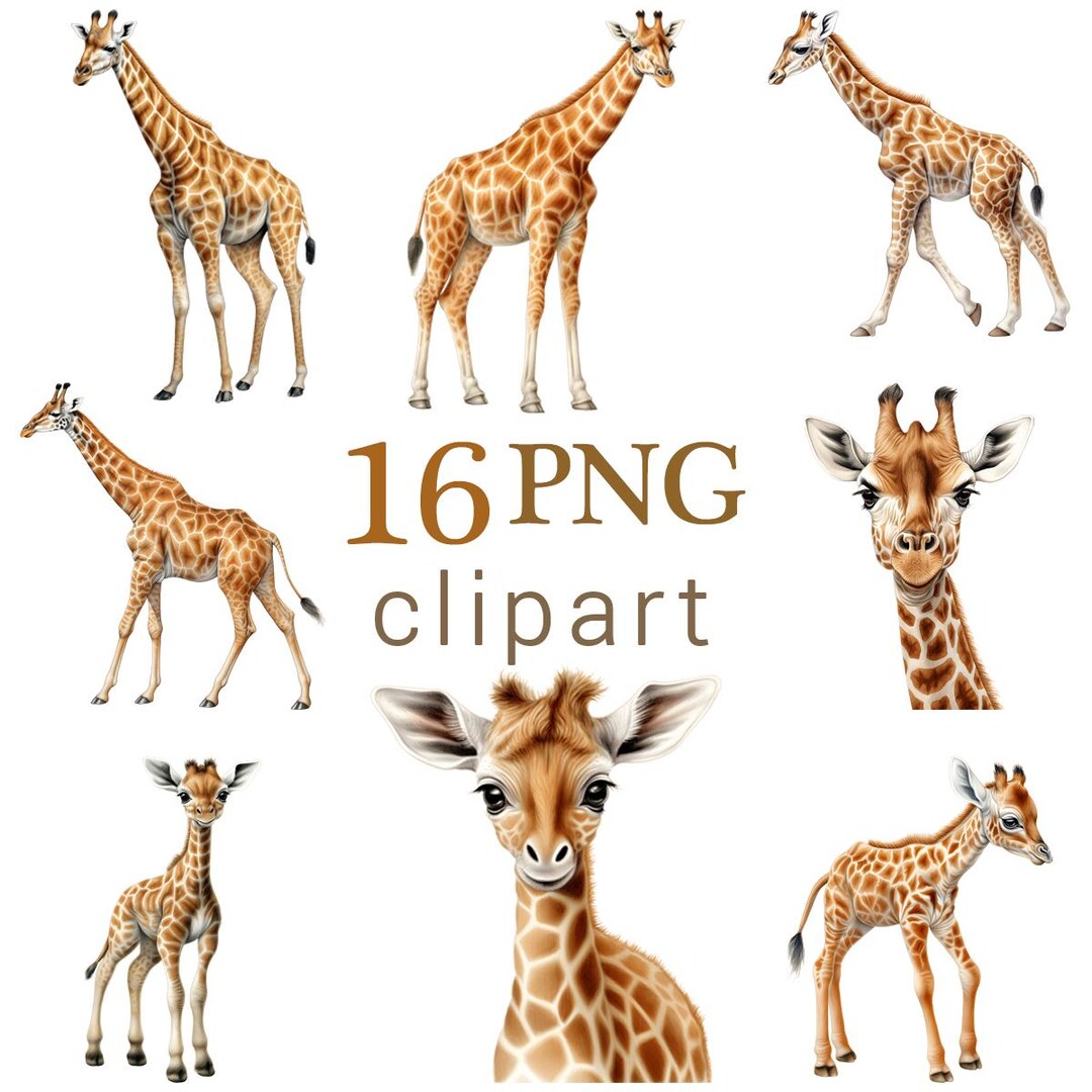 Realistic Giraffe Clipart PNG Set: Baby & Adult Giraffes, Commercial ...