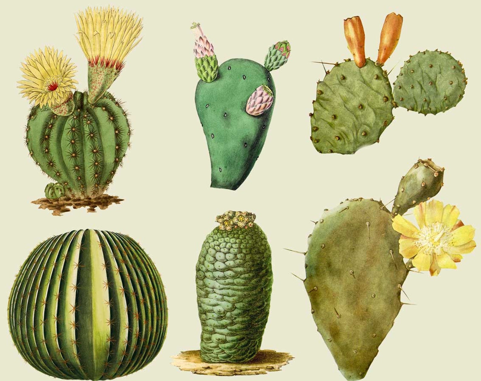 14 PNG Vintage Cactus Botanical Illustrations Cacti Clip Art - Etsy