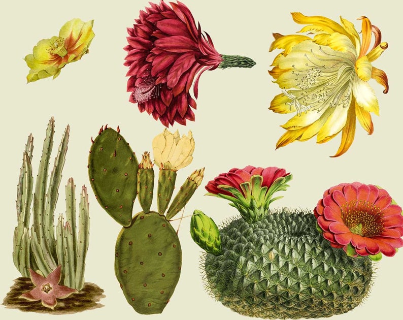 14 PNG Vintage Cactus Botanical Illustrations Cacti Clip Art - Etsy UK