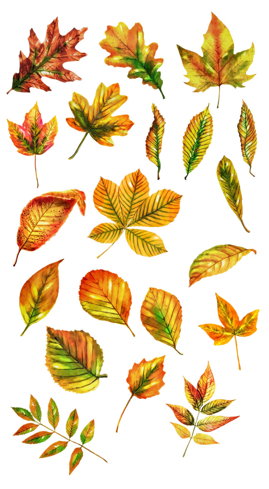 28 PNG Autumn Leaves Clipart Collection Watercolor Fall - Etsy
