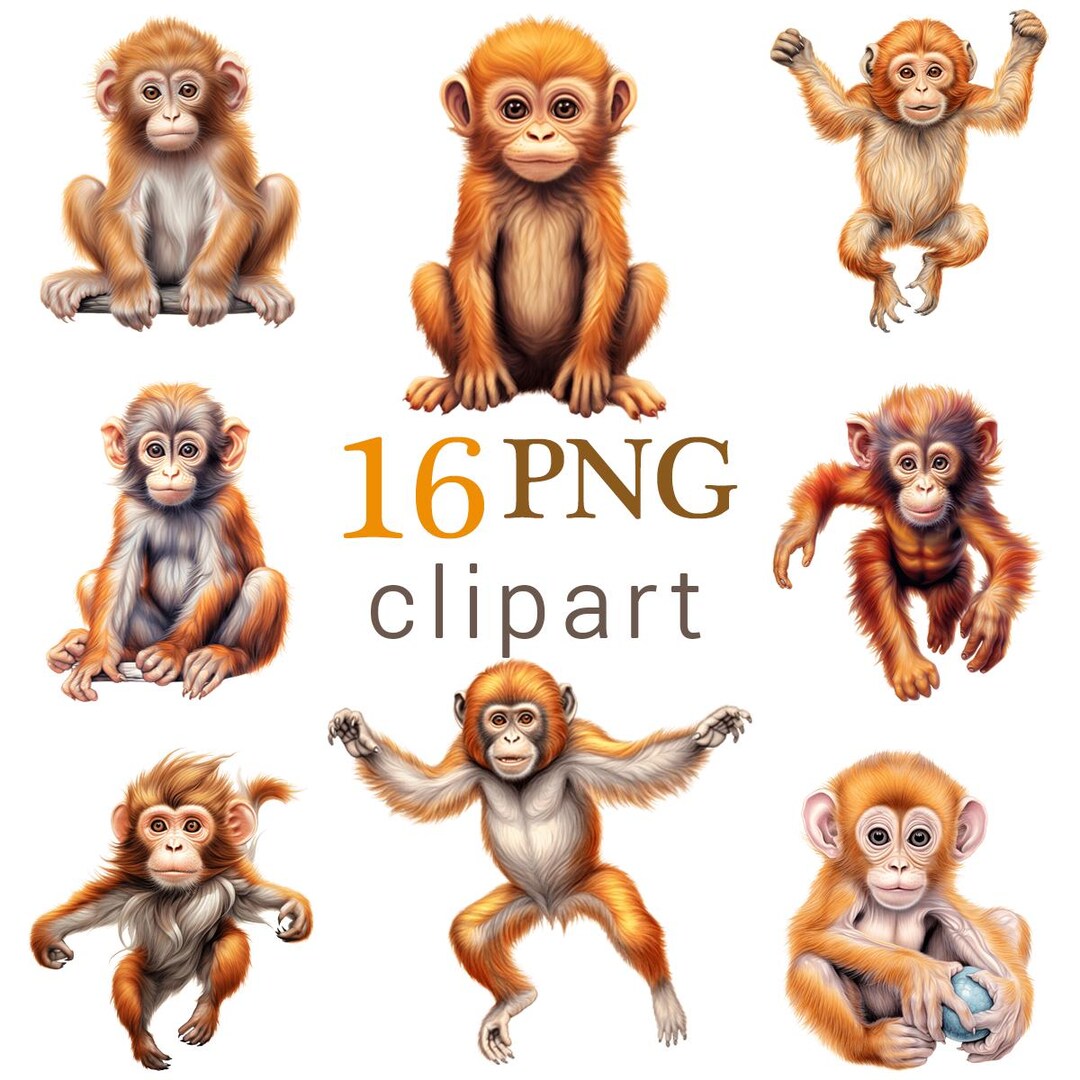 16 PNG Baby Monkey Clipart, Cute Jungle Ape Digital Files, Realistic ...
