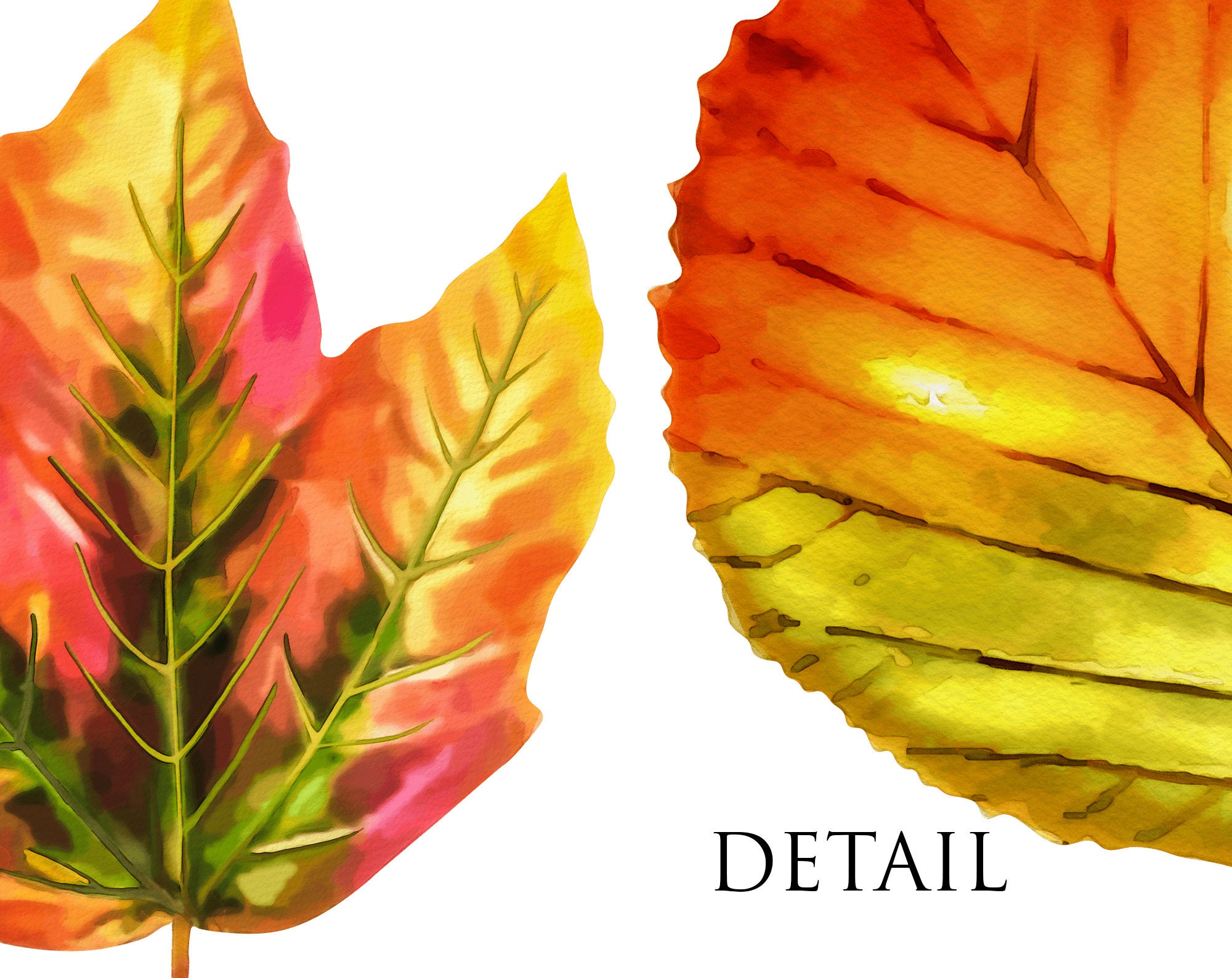 28 PNG Autumn Leaves Clipart Collection Watercolor Fall - Etsy