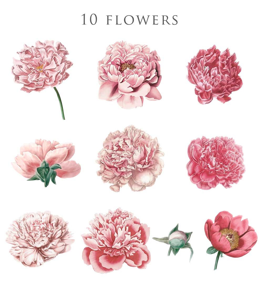 33 PNG Floral Design Elements Peonies Clip Art Instant - Etsy